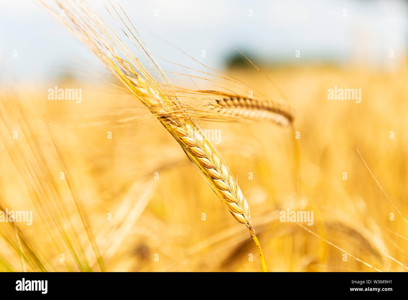 Autumn Landscape of Golden Wheat Field Stock Photo - Alamy