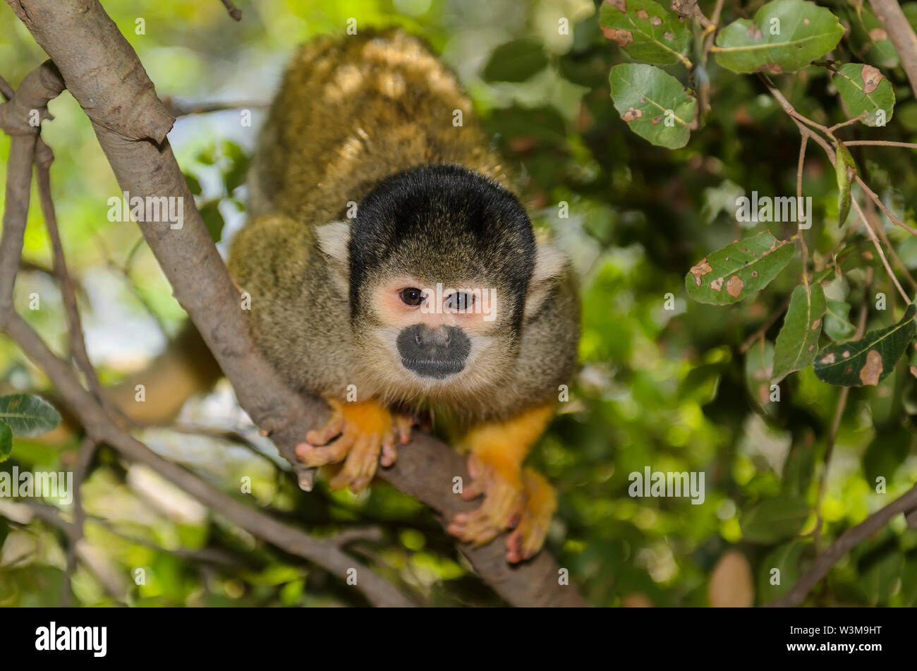 The Squirrel monkey sitting on a branch of a tropical tree Stock Photo ...