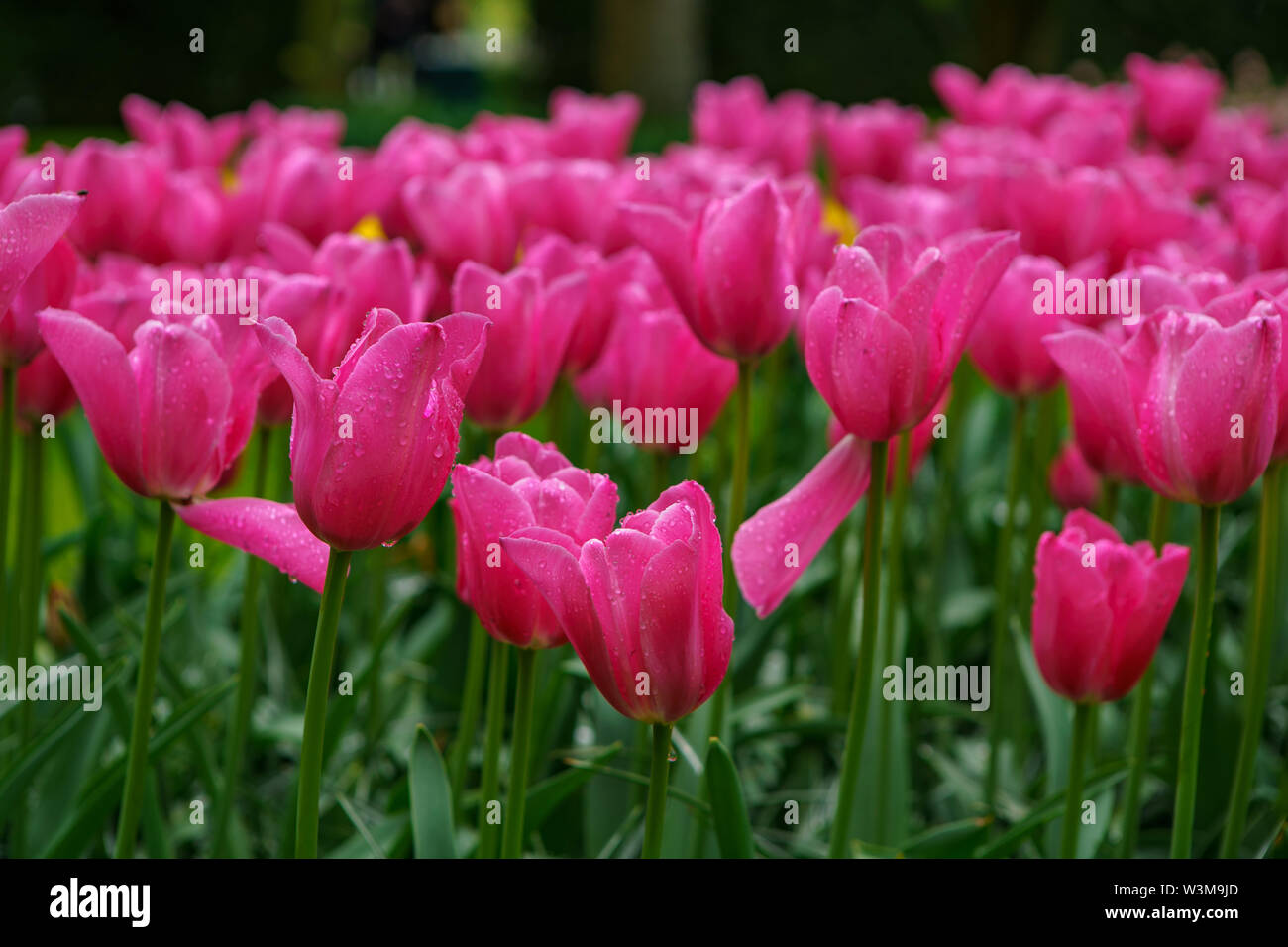 Exotic spring flowers grow in Netherlands.Beautiful dutch flower field ...