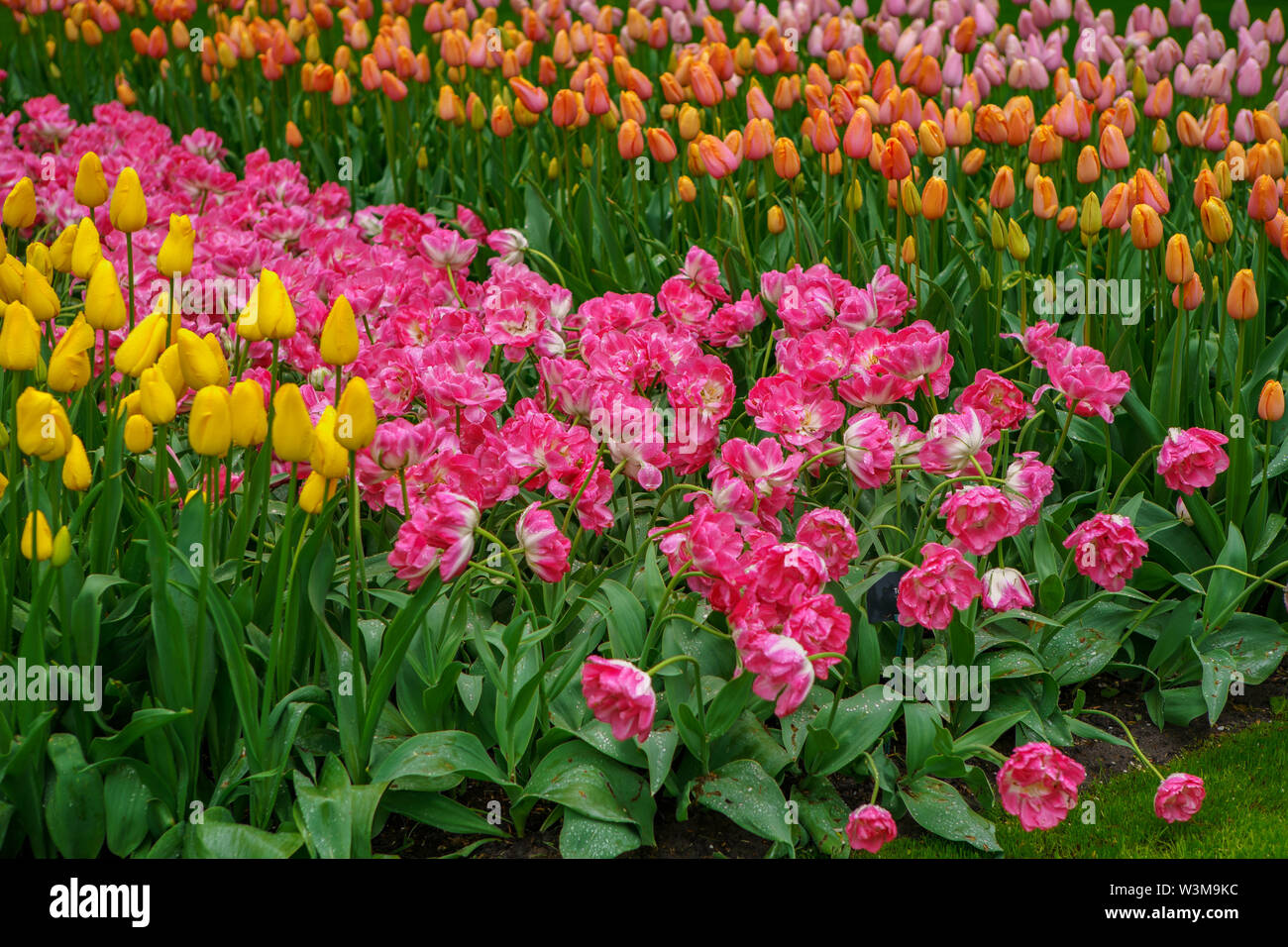 Exotic spring flowers grow in Netherlands.Beautiful dutch flower field ...