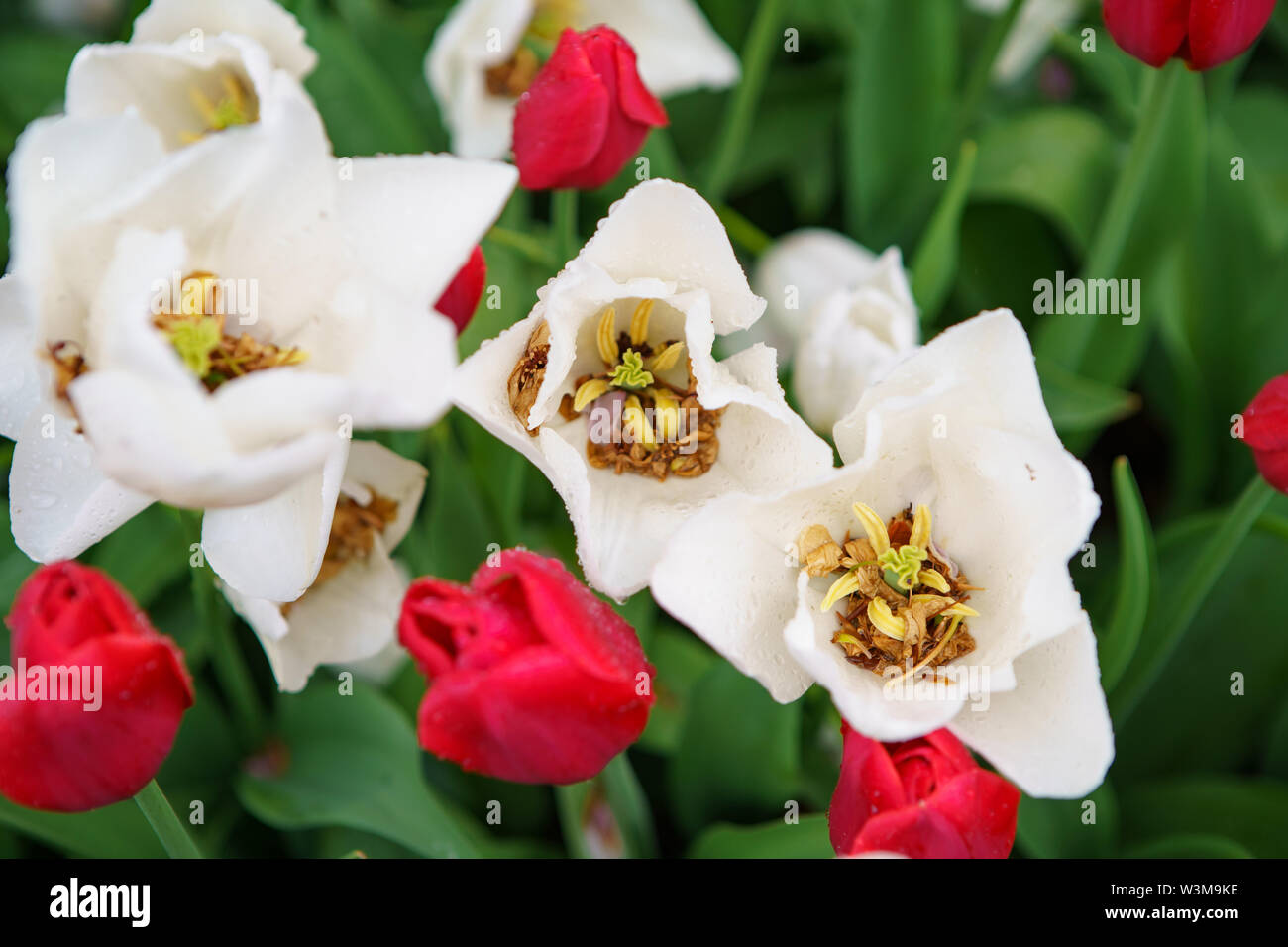 Dutch flower field bloom in spring season.Exotic decorative plants grow ...