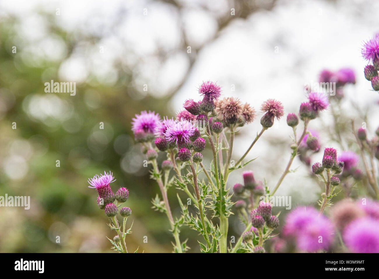 Beautiful but prickly pink thistle flowers, growing in the English ...