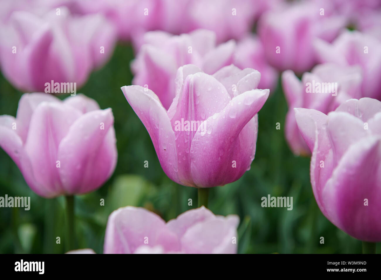 Dutch flower field bloom in spring season.Exotic decorative plants grow ...
