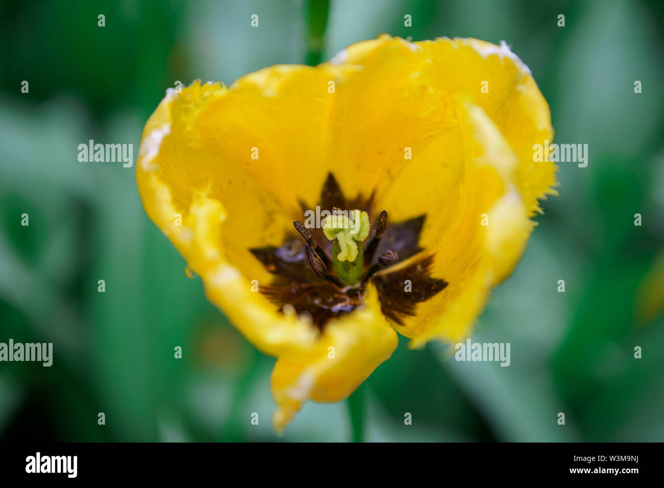 Dutch flower field bloom in spring season.Exotic decorative plants grow ...