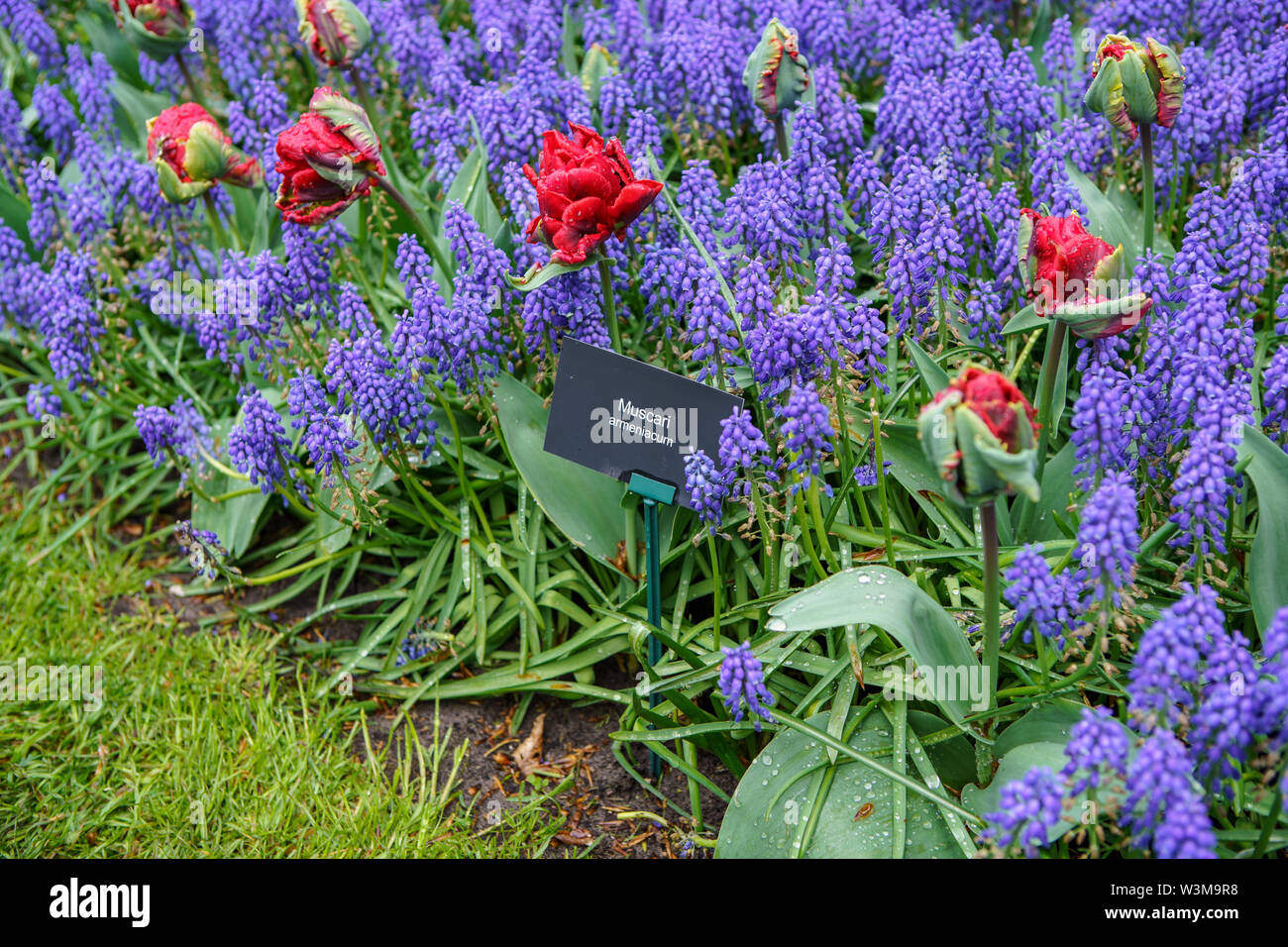 Dutch flower field bloom in spring season.Exotic decorative plants grow ...