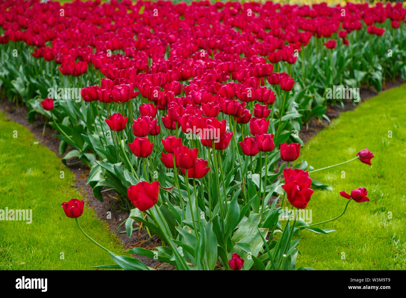 Exotic spring flowers grow in Netherlands.Beautiful dutch flower field ...