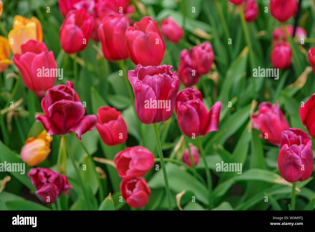 Dutch flower field bloom in spring season.Exotic decorative plants grow ...