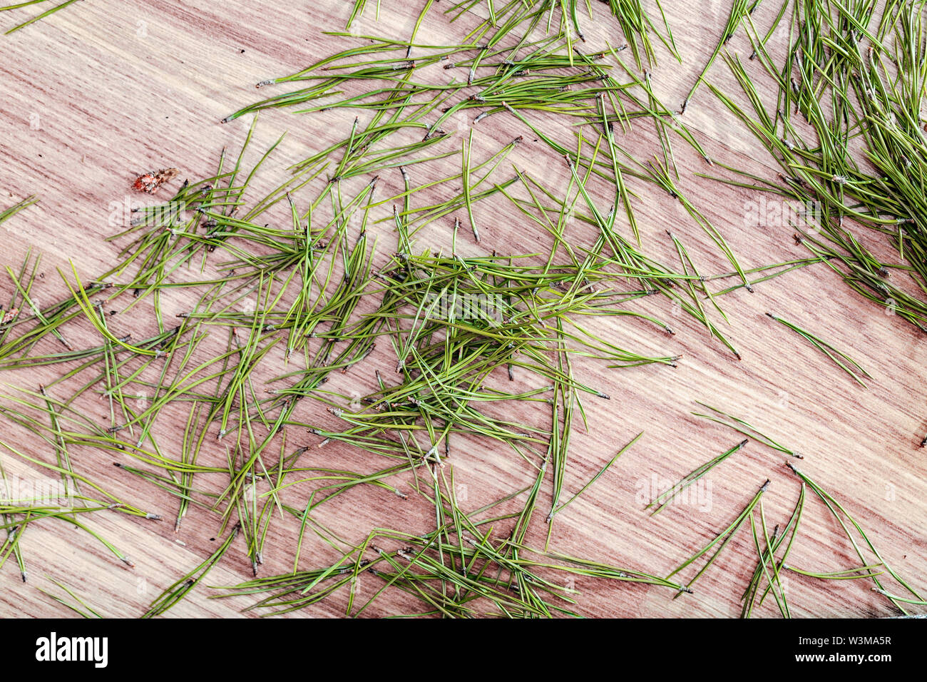 Fallen spruce needles on the floor in the room Stock Photo - Alamy