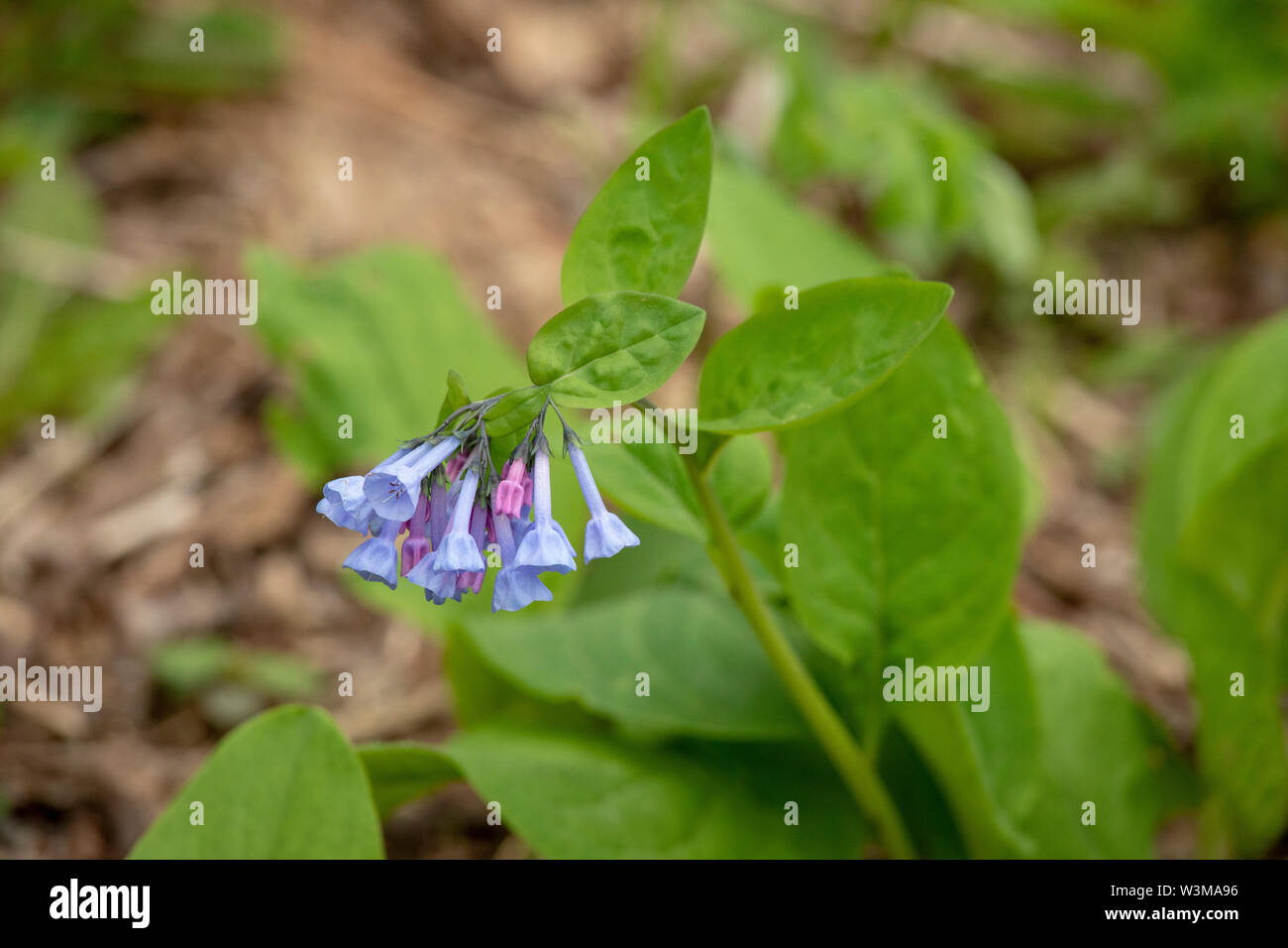 Virginia bell hi-res stock photography and images - Alamy