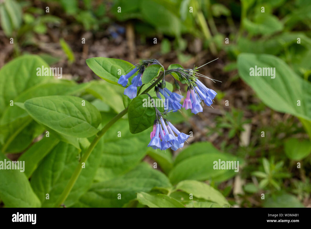 Virginia bell flower hi-res stock photography and images - Alamy
