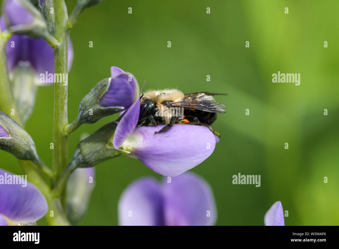 False bee hi-res stock photography and images - Alamy
