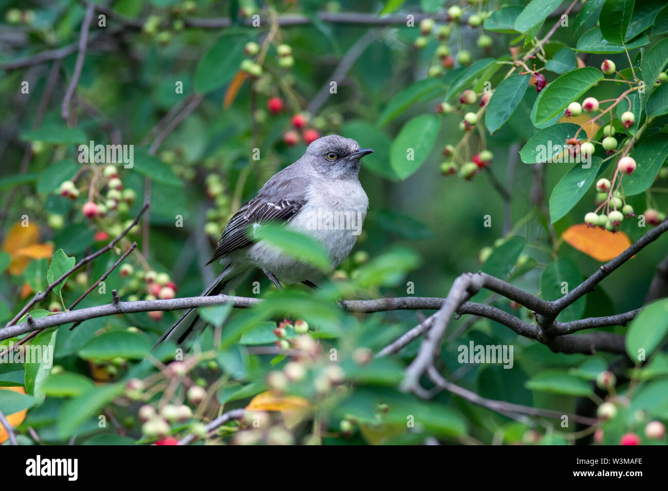 Northern mockingbird in serviceberry Stock Photo - Alamy