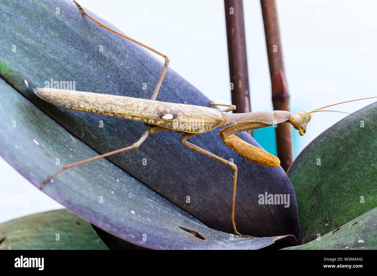 Tenodera sinensis hi-res stock photography and images - Alamy