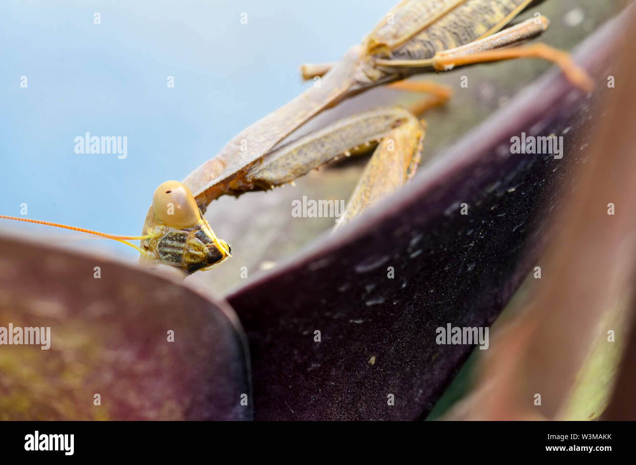 The Chinese mantis (Tenodera sinensis Stock Photo - Alamy