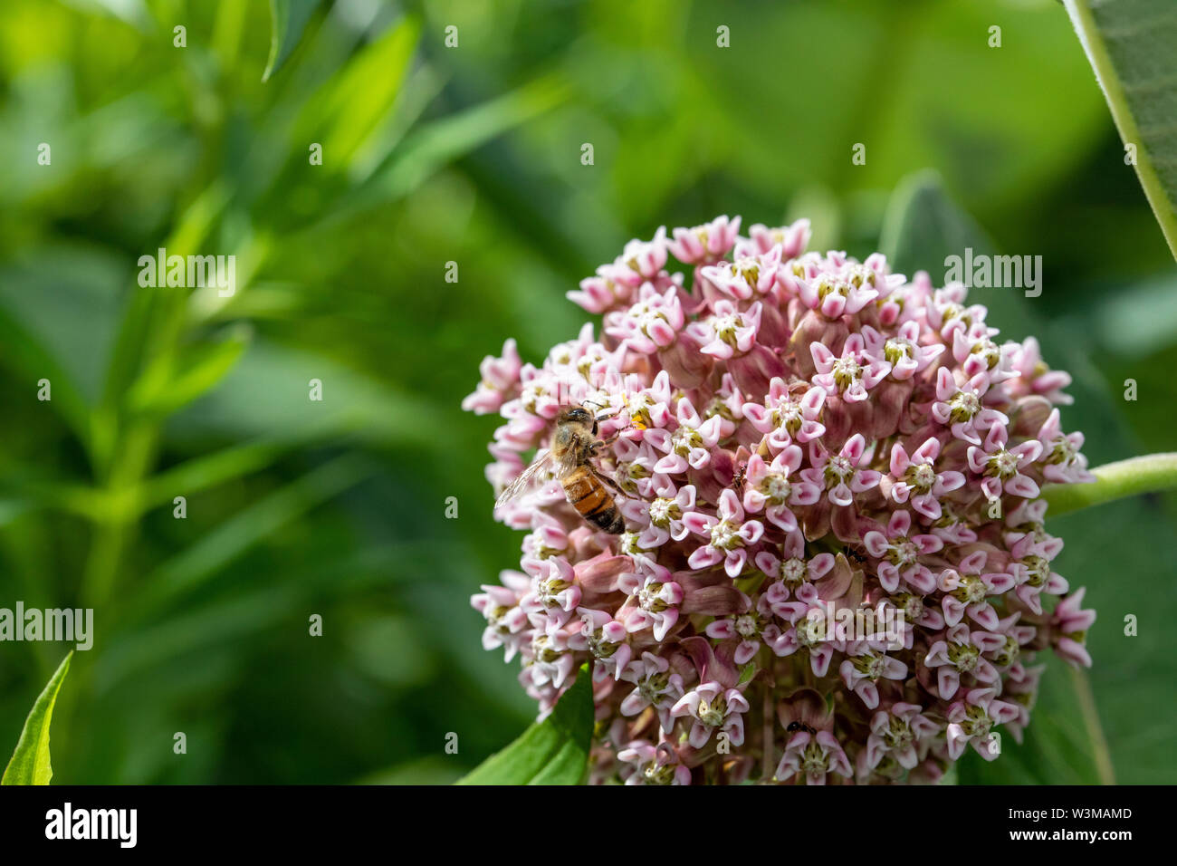 Common milkweed in bloom Stock Photo - Alamy