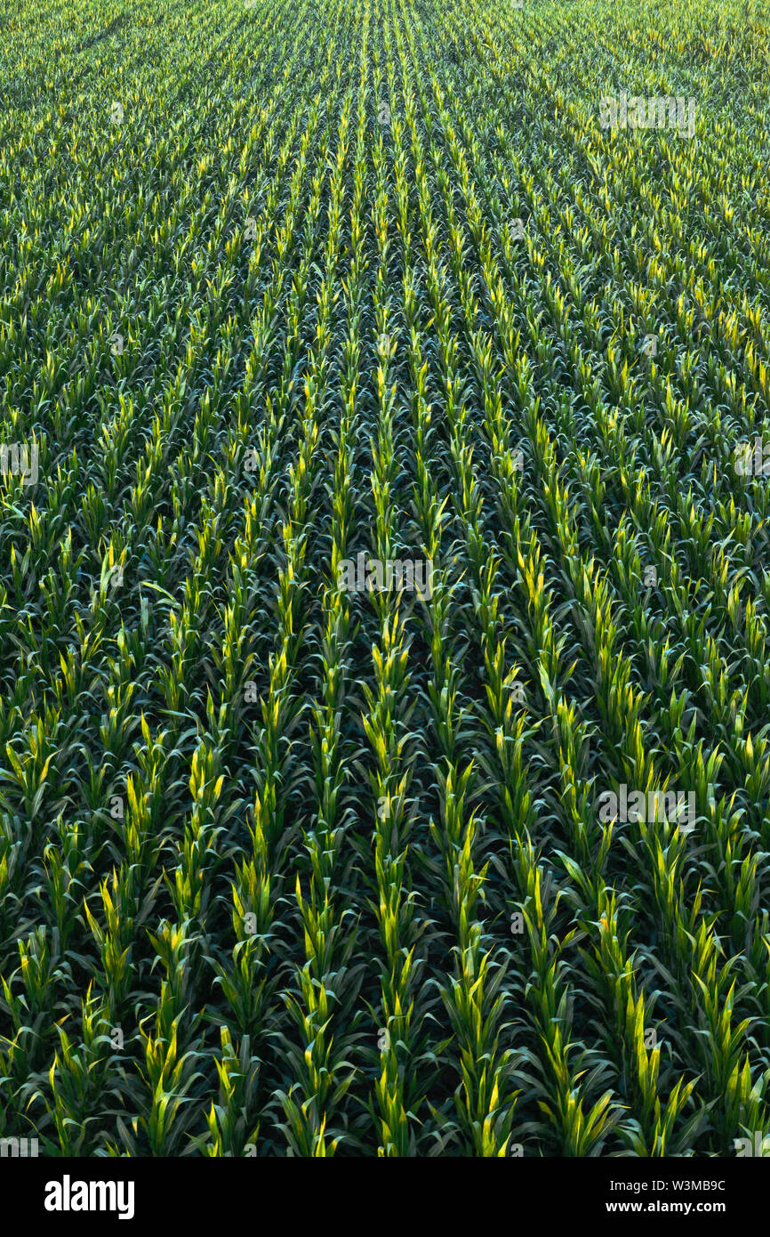 Aerial view of green corn crops field from drone pov Stock Photo - Alamy
