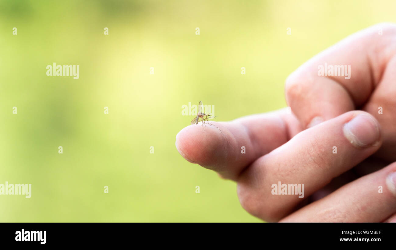 Medical mosquito bites hi-res stock photography and images - Alamy