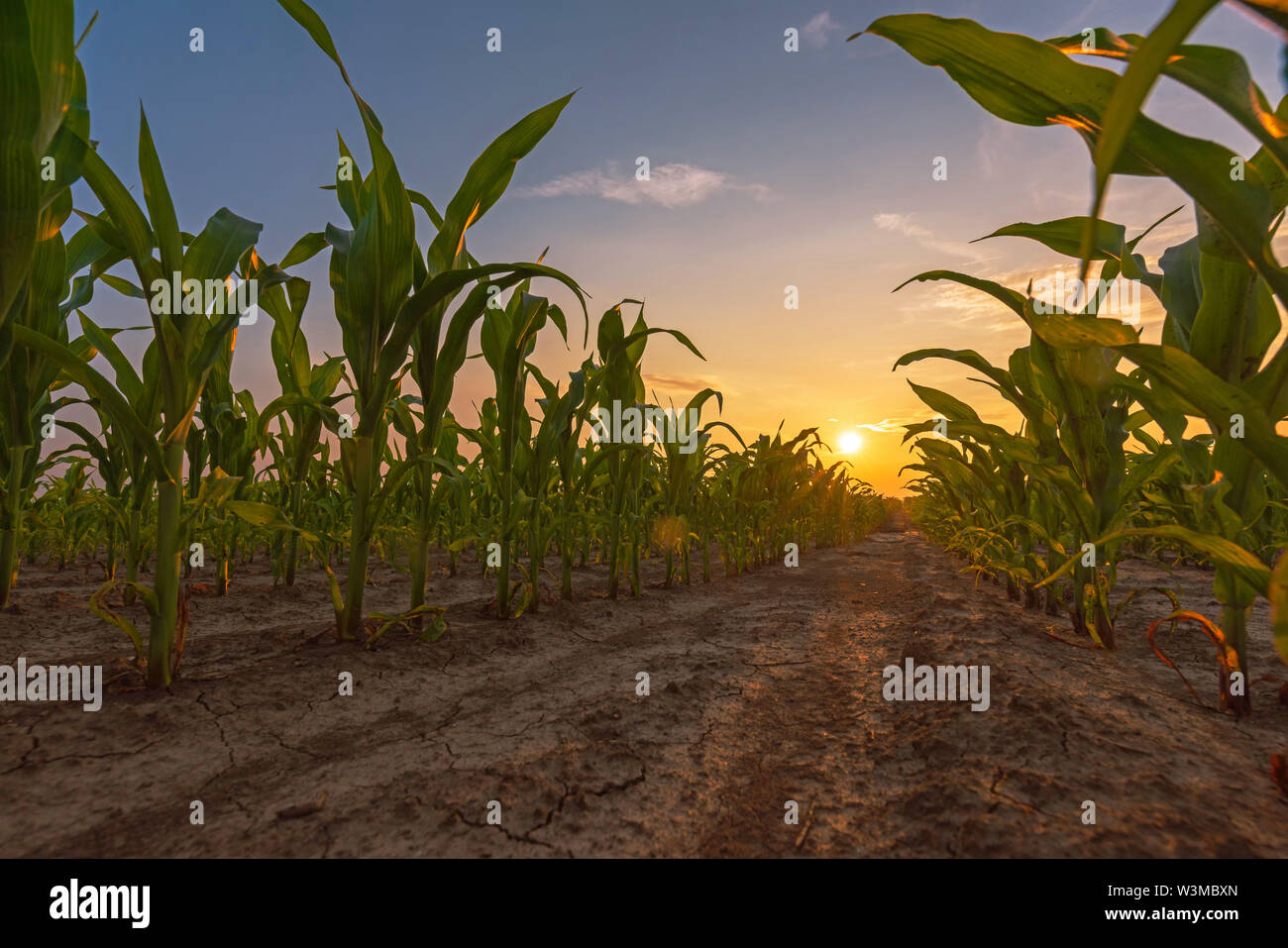Corn field sunset hi-res stock photography and images - Alamy