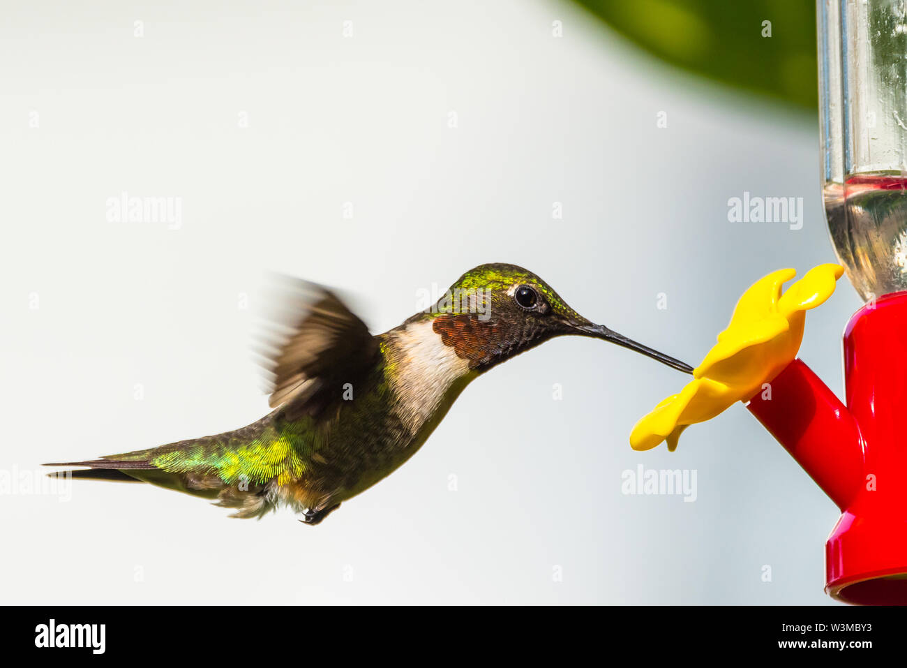 Male Ruby-Throated Hummingbird feeding at backyard red and yellow ...