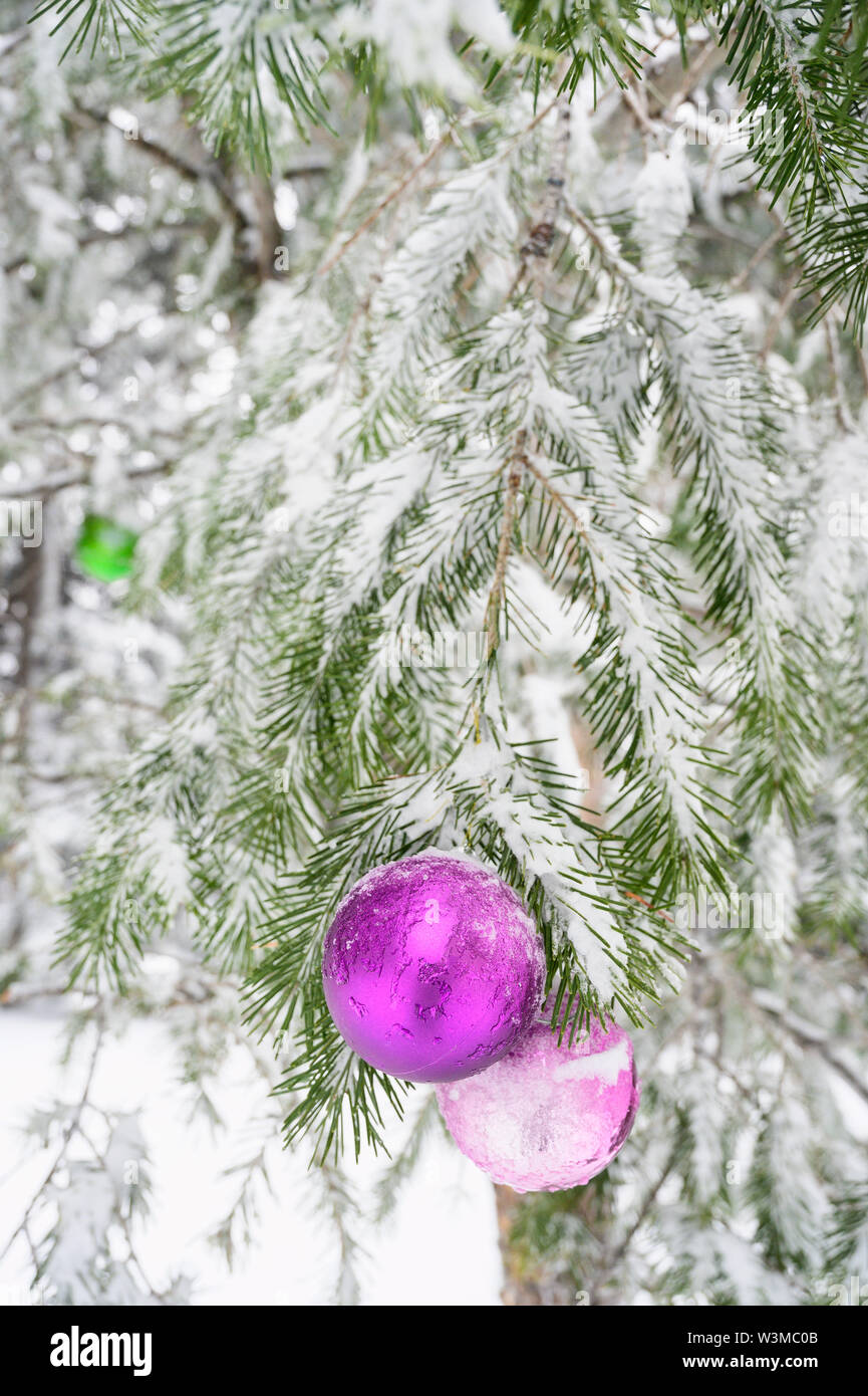Christmas decorations and snow on pine tree Stock Photo - Alamy