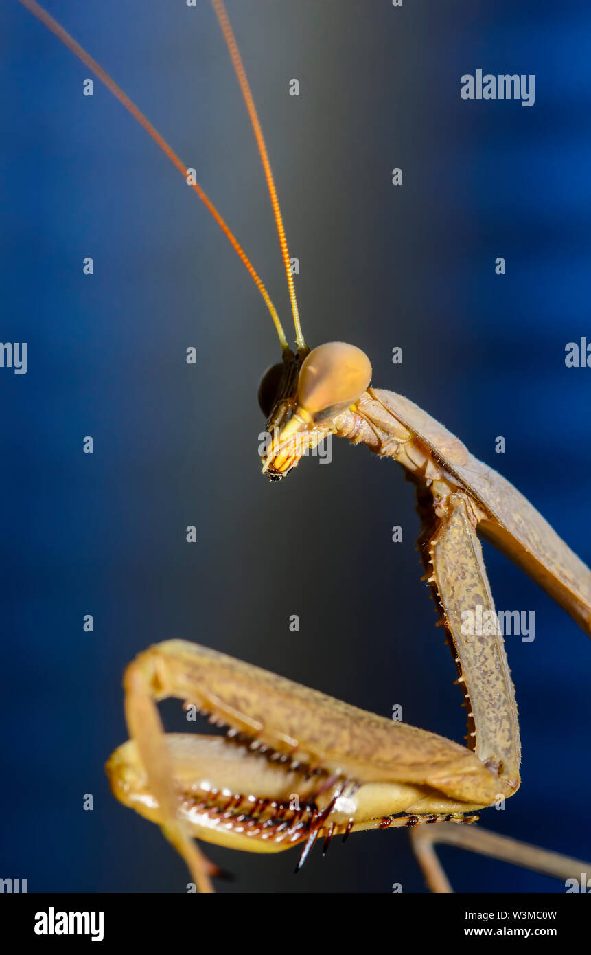 The chinese mantis hi-res stock photography and images - Alamy