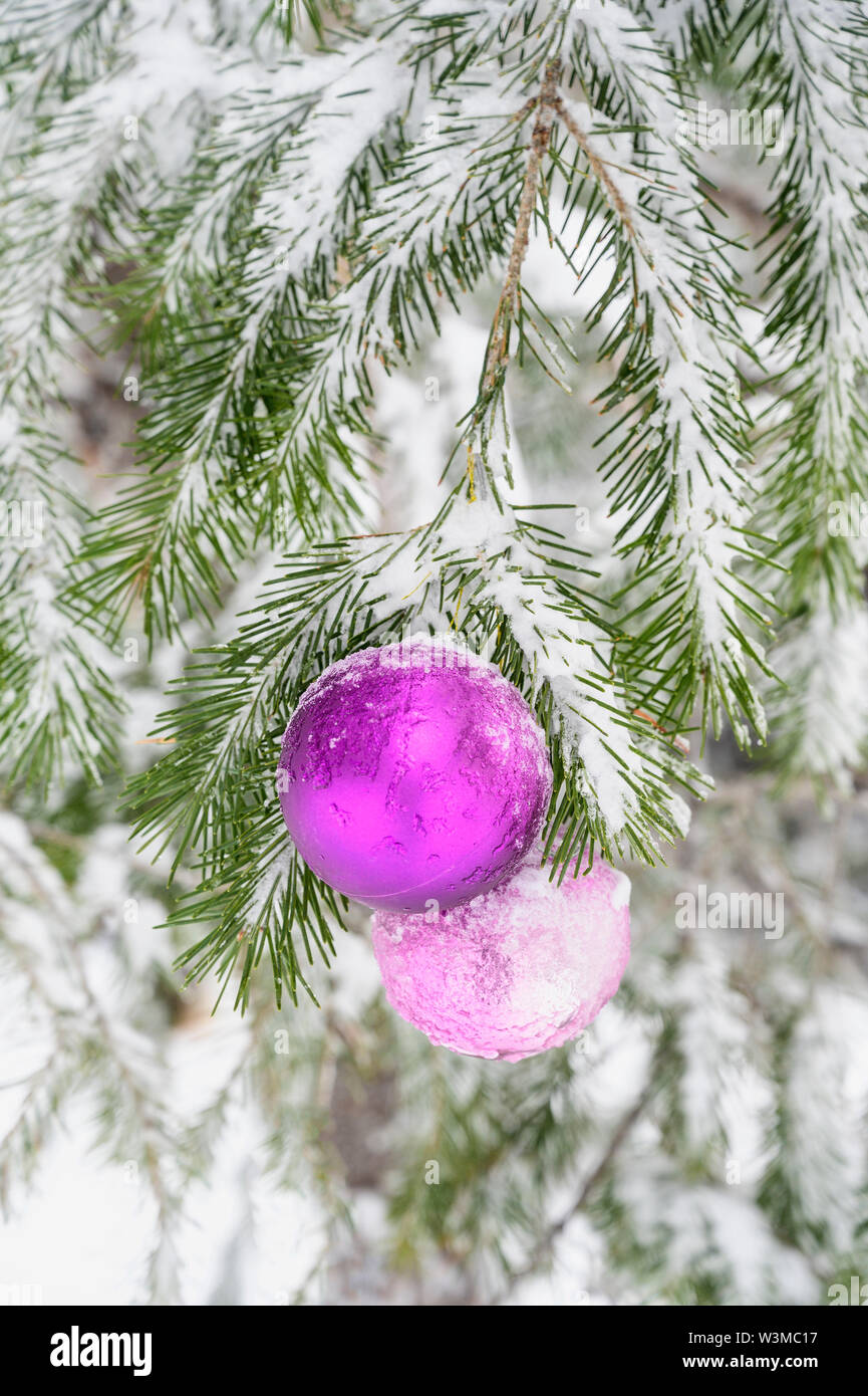 Christmas decorations and snow on pine tree Stock Photo - Alamy