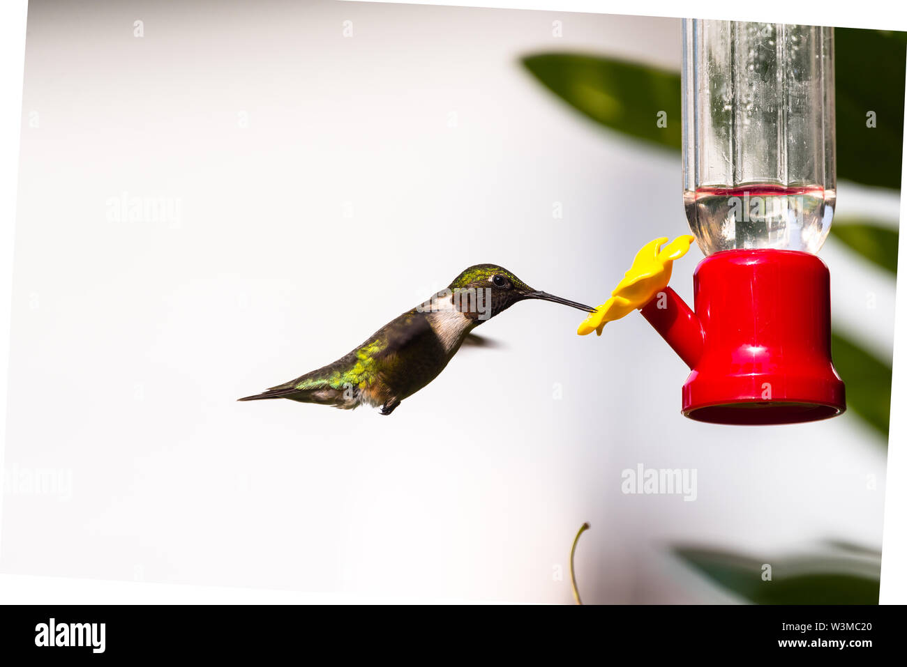 Male Ruby-Throated Hummingbird feeding at backyard red and yellow ...