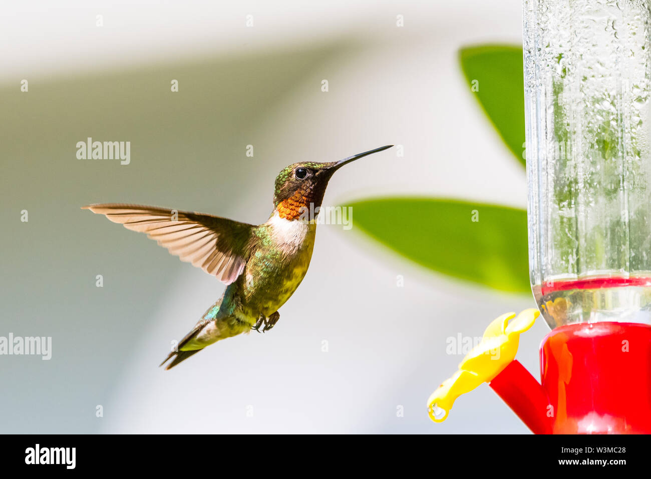 Male Ruby-Throated Hummingbird feeding at backyard red and yellow ...