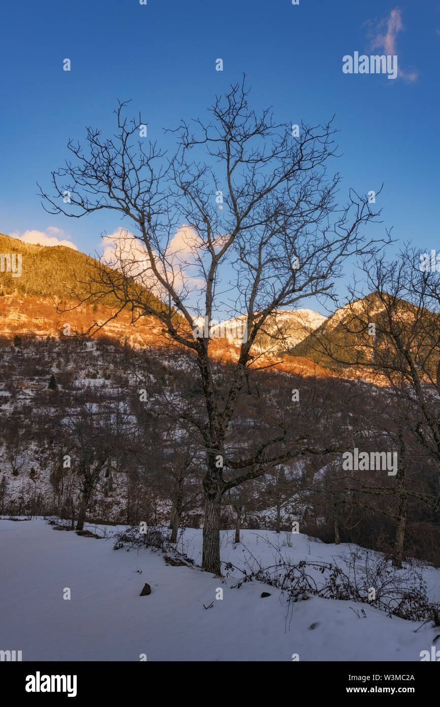 Moon within a nut tree silhouette Stock Photo - Alamy