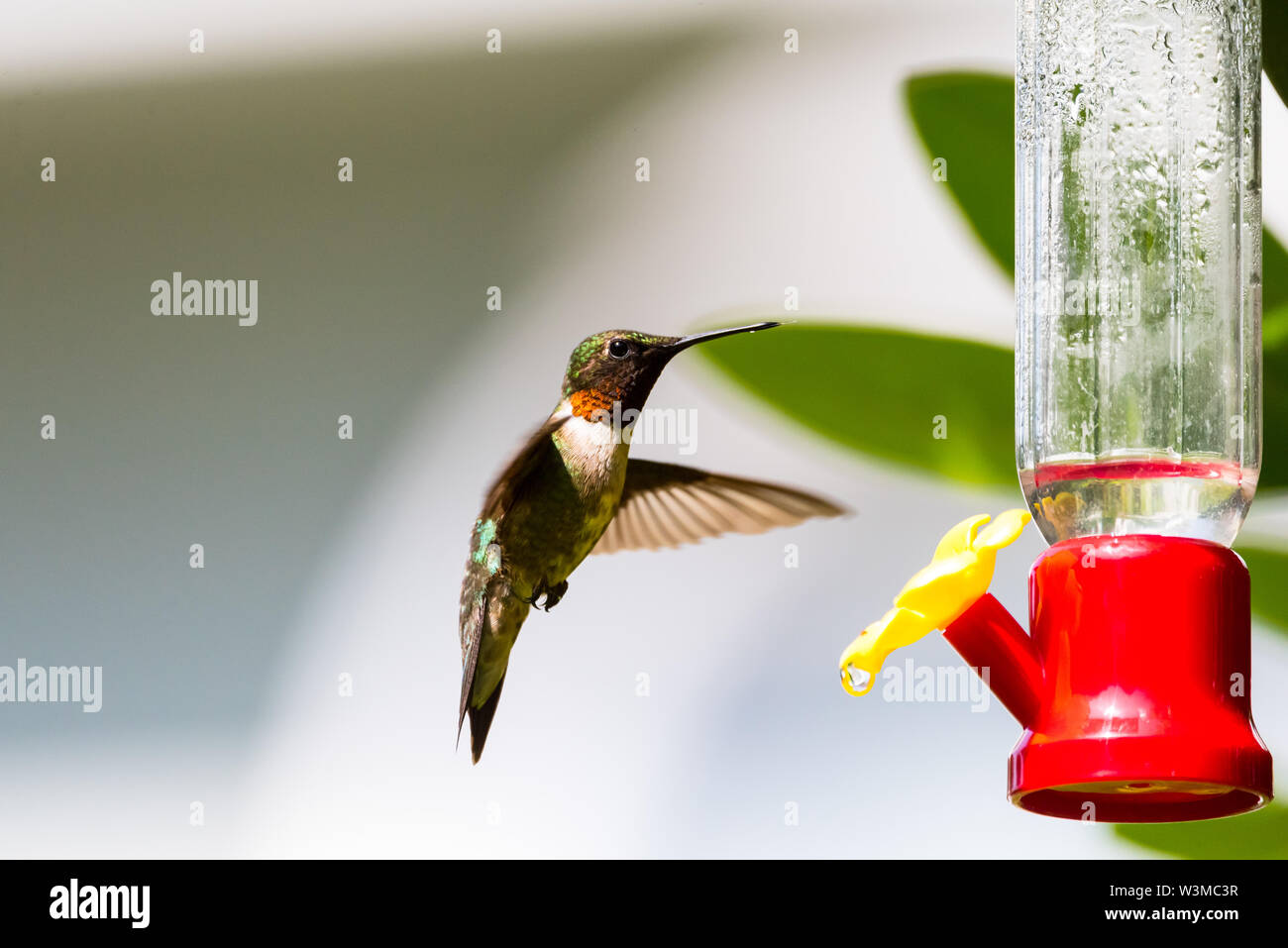 Male Ruby-Throated Hummingbird feeding at backyard red and yellow ...