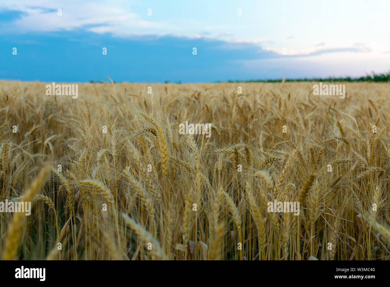 Wheat field in rural Midwest as the sun sets. LaSalle County, Illinois ...