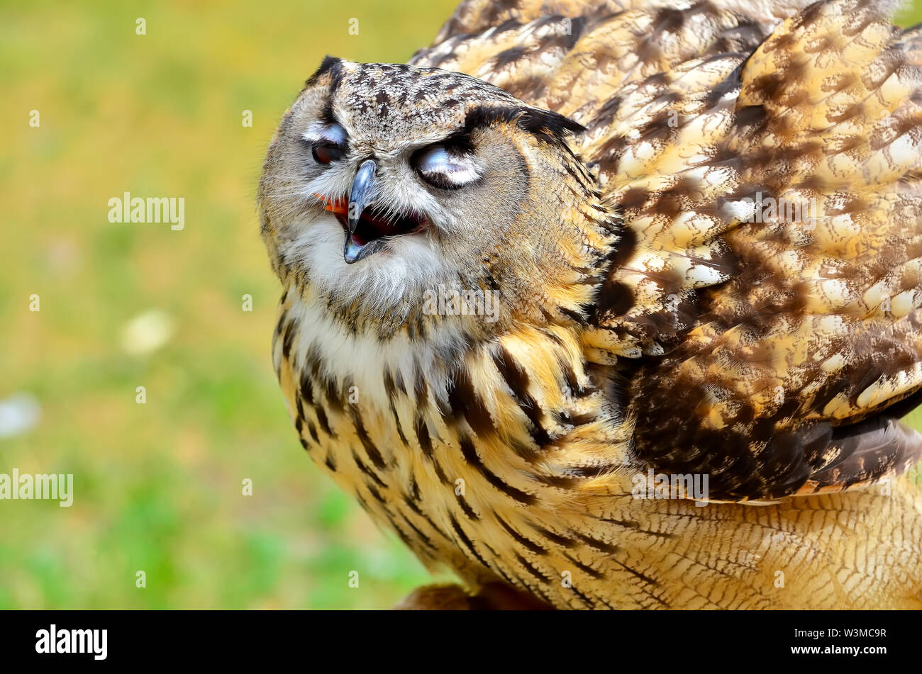The Eurasian eagle-owl eating prey Stock Photo - Alamy