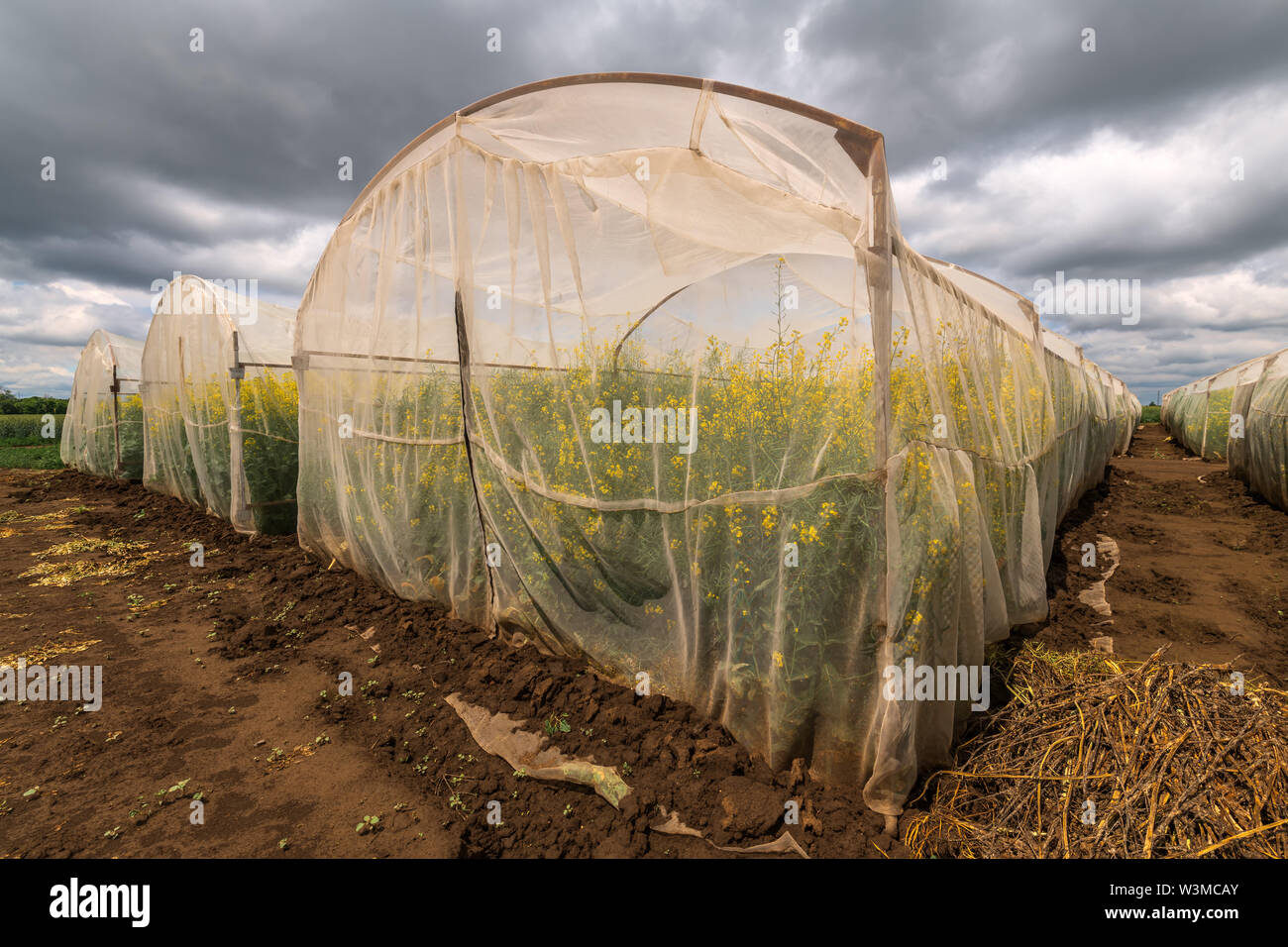 Oilseed rape growth in protective mesh netting greenhouse with ...