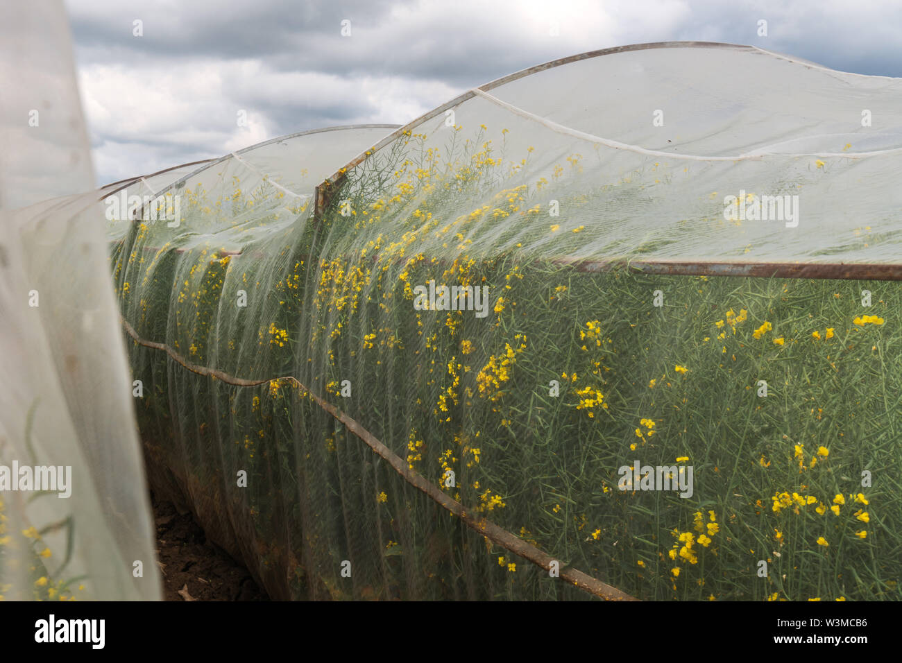 Oilseed rape growth in protective mesh netting greenhouse with ...