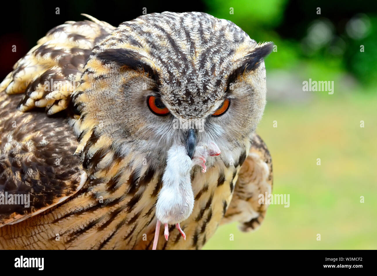 The Eurasian eagle-owl eating prey Stock Photo - Alamy