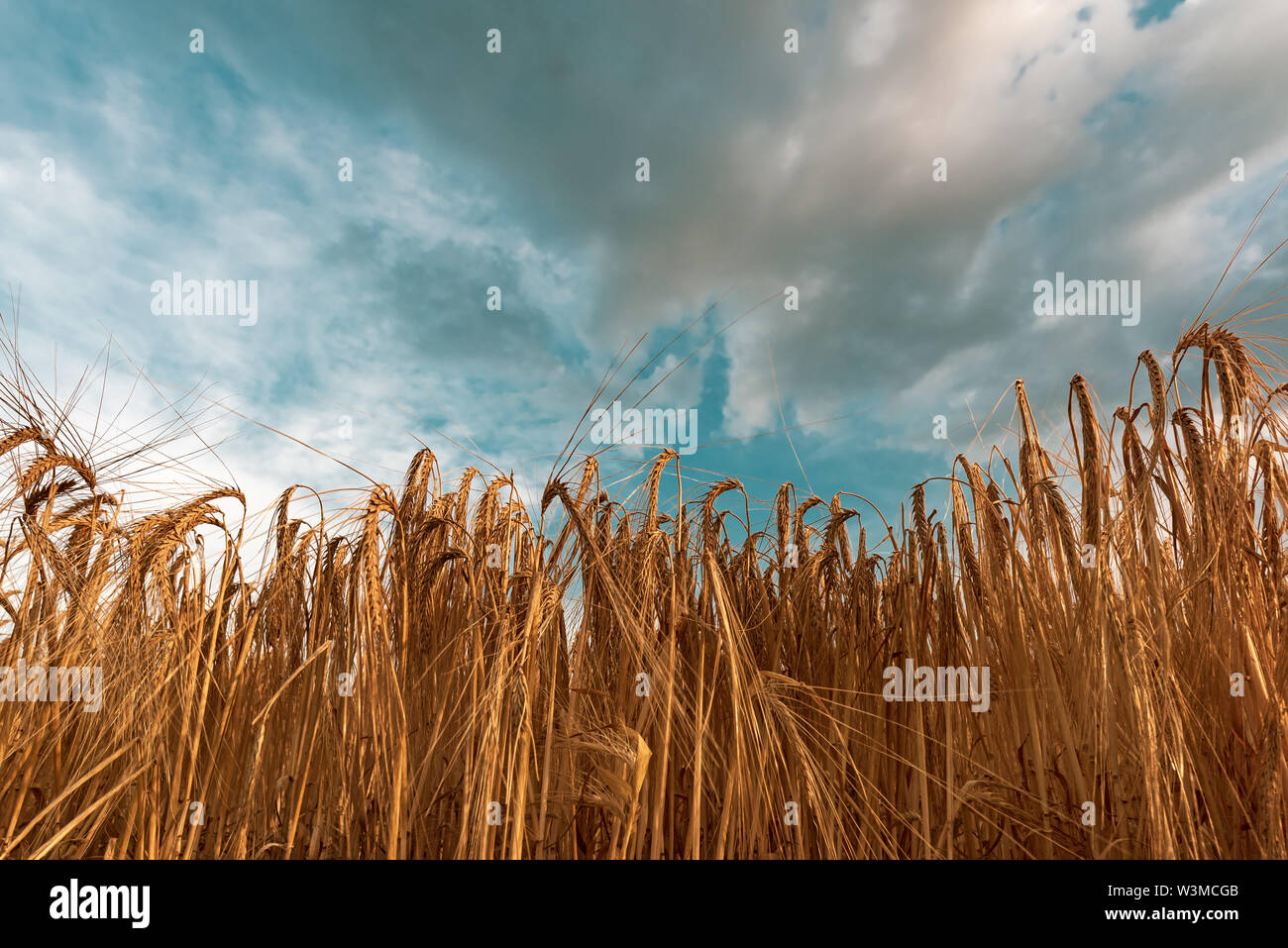 Ripe barley field, low angle view of cultivated cereal crops Stock ...