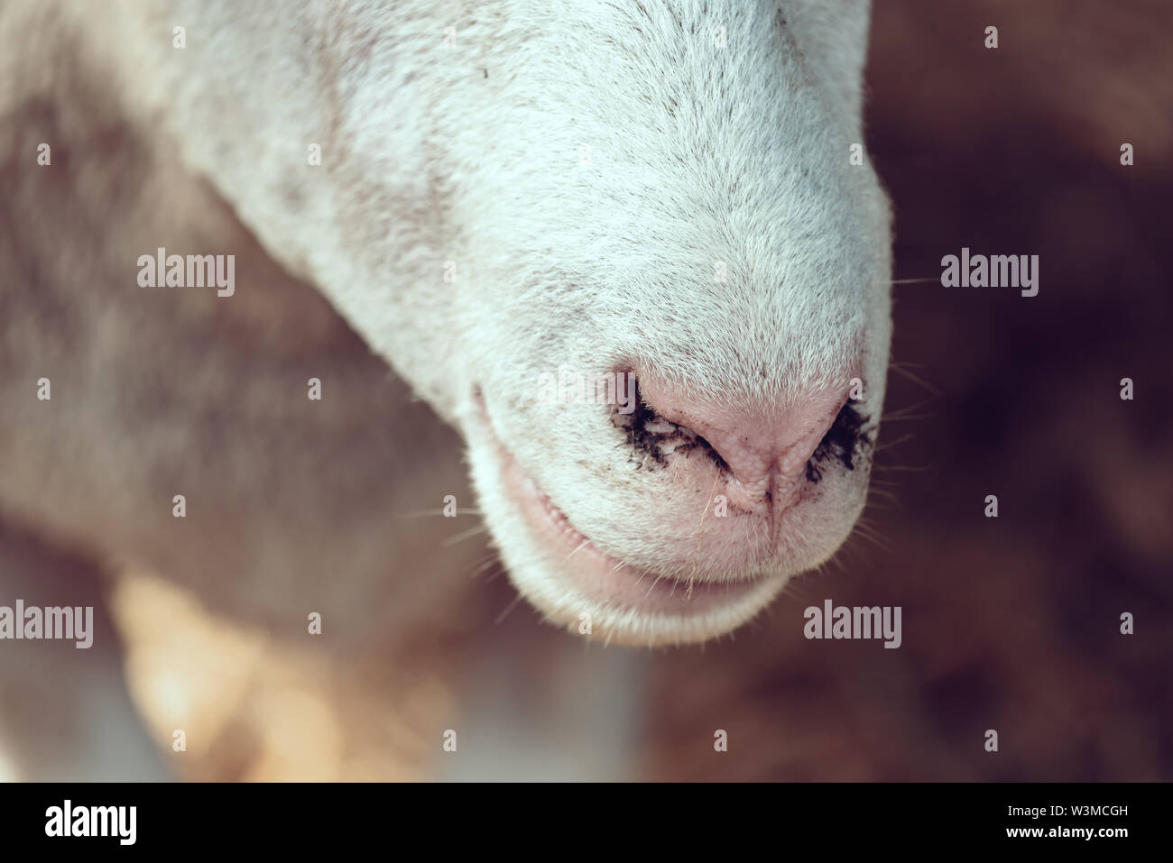 Ile de France sheep nose close up in pen on livestock farm, domestic ...