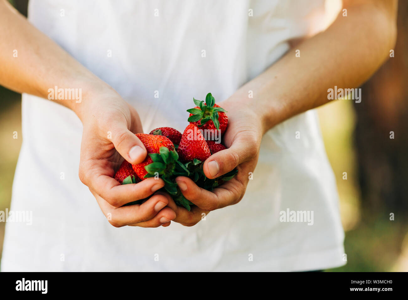 Man hands holding strawberries hi-res stock photography and images - Alamy