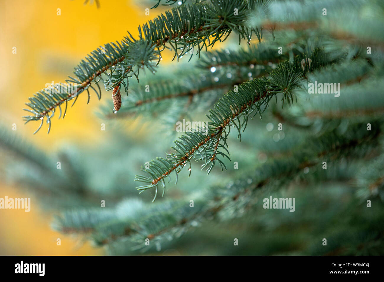 Wet pine hi-res stock photography and images - Alamy