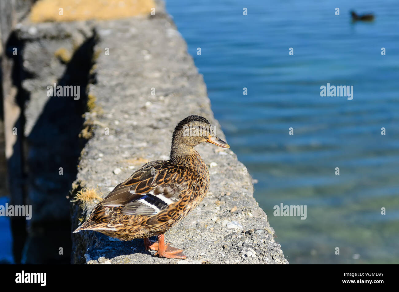 The mallard female wild duck Stock Photo - Alamy