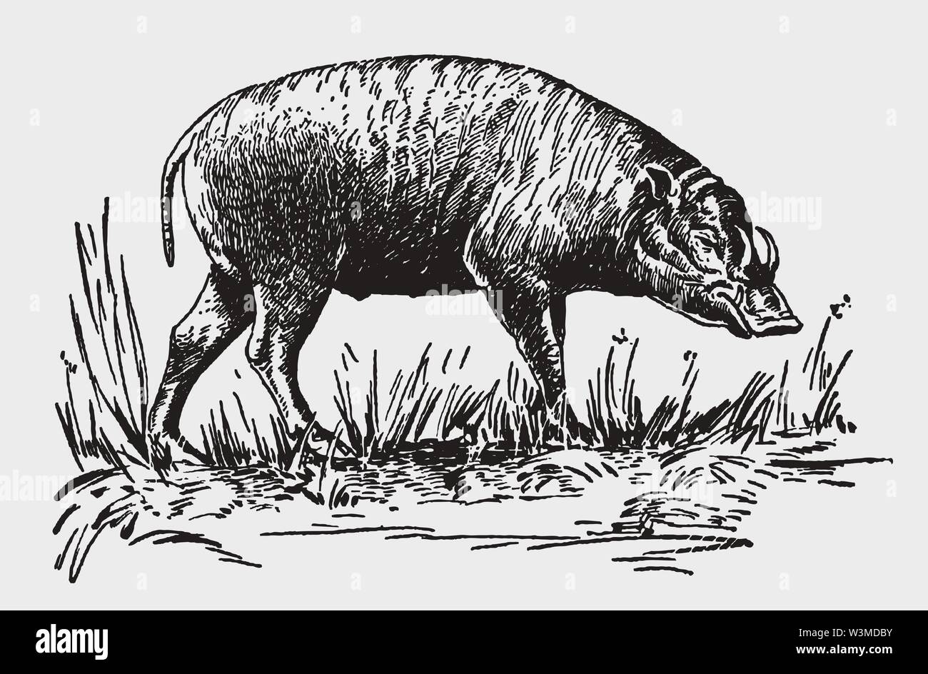 Threatened buru babirusa (babyrousa babyrussa) standing in a grassy ...