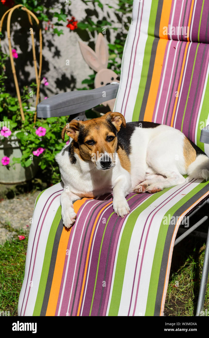 The dog sitting on a chair Stock Photo - Alamy