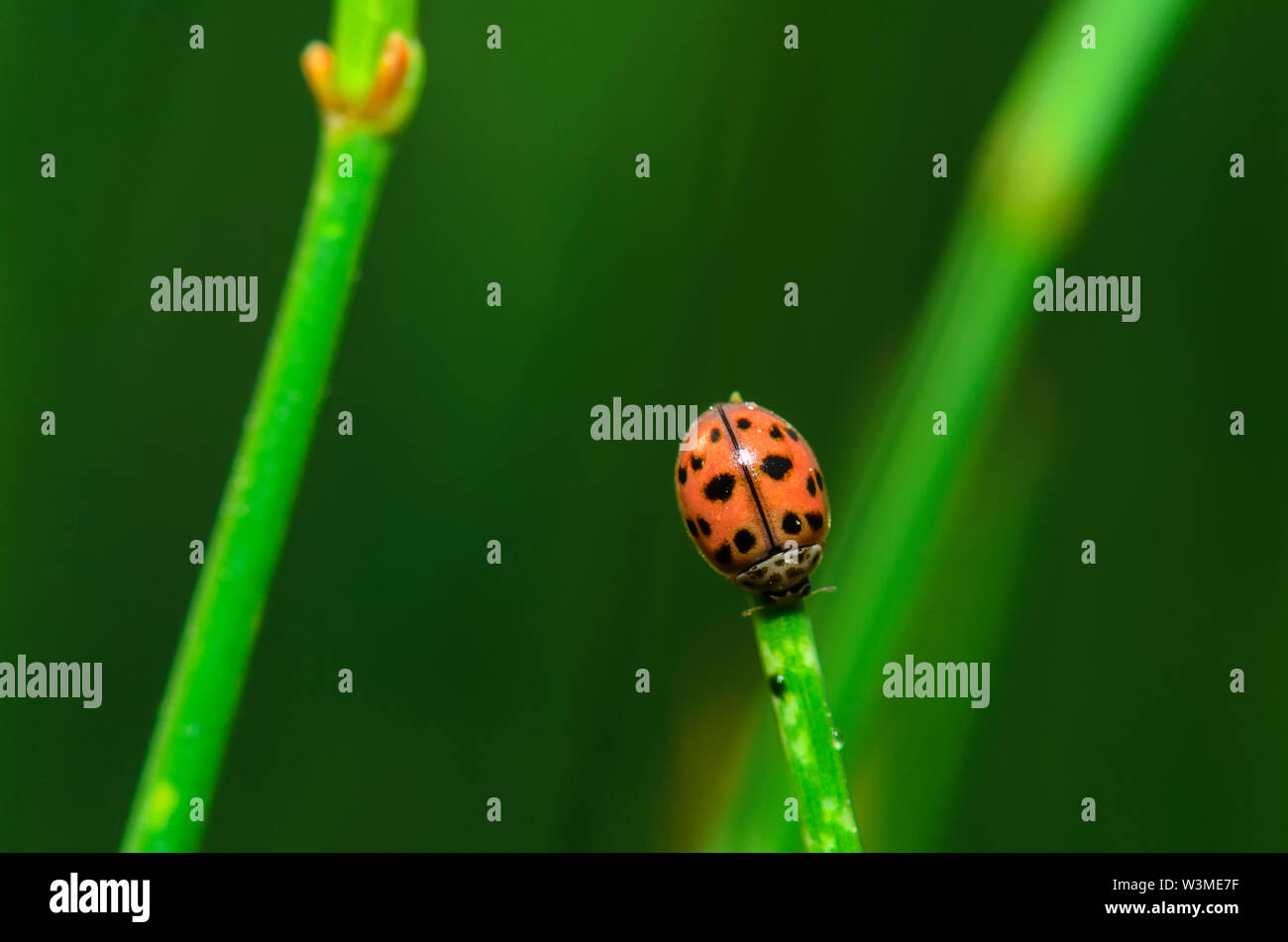 The Coccinellidae commonly known as ladybug , or ladybird, or ladybird ...