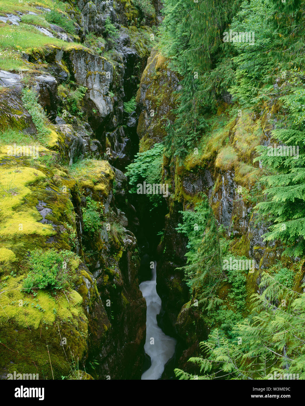 USA, Washington, Mt. Rainier National Park, Muddy Fork of the Cowlitz ...