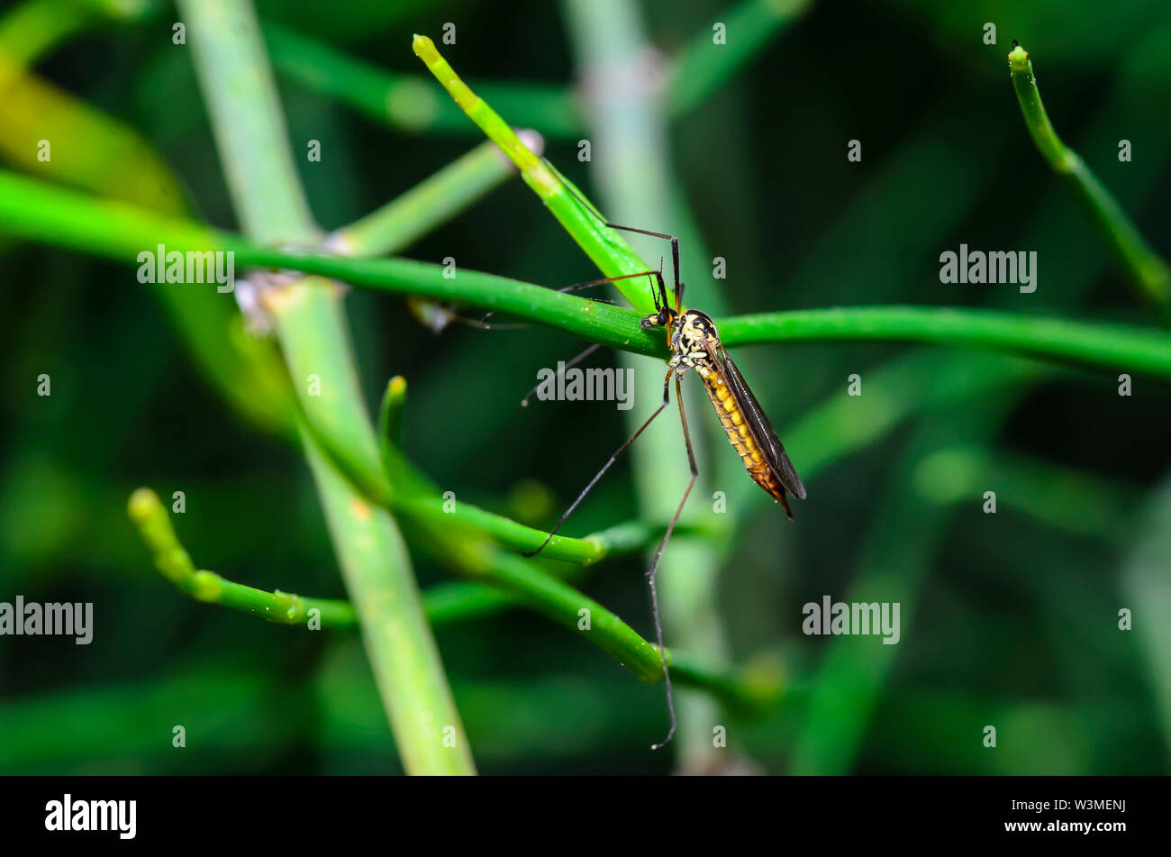 The Crane fly sometimes known as mosquito hawks or daddy longlegs Stock ...