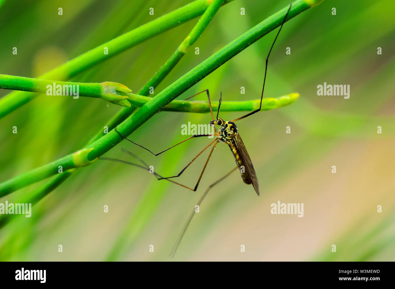The Crane fly sometimes known as mosquito hawks or daddy longlegs Stock ...