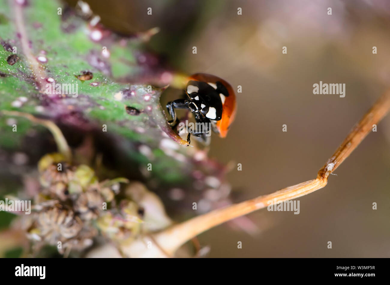 The Coccinellidae commonly known as ladybug , or ladybird, or ladybird ...