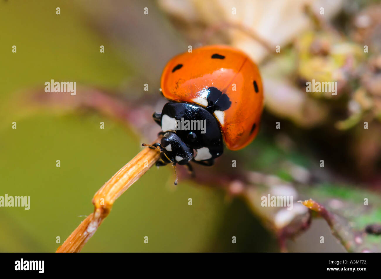 The Coccinellidae commonly known as ladybug , or ladybird, or ladybird ...