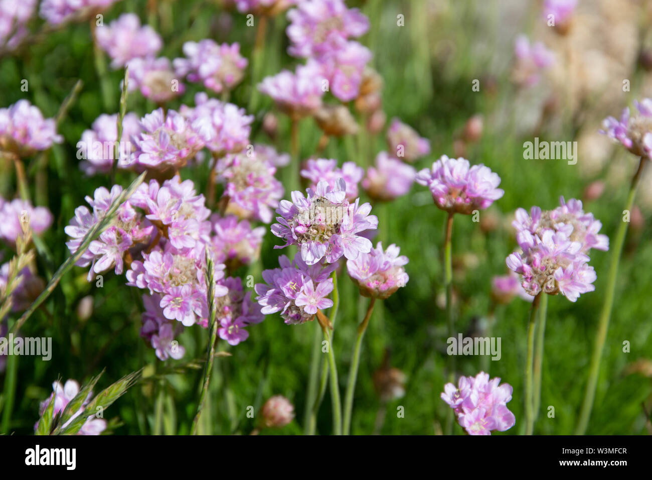 Armeria maritima, commonly known as thrift, Sea thrift, or sea pink ...