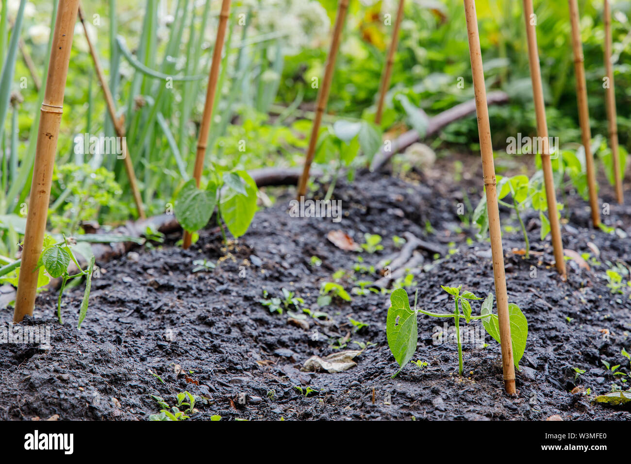 Climbing beans small garden hi-res stock photography and images - Alamy
